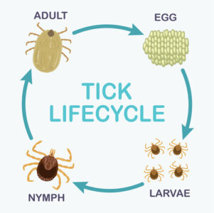 Goat Fleas, Ticks, and Chiggers! - Goat Journal
